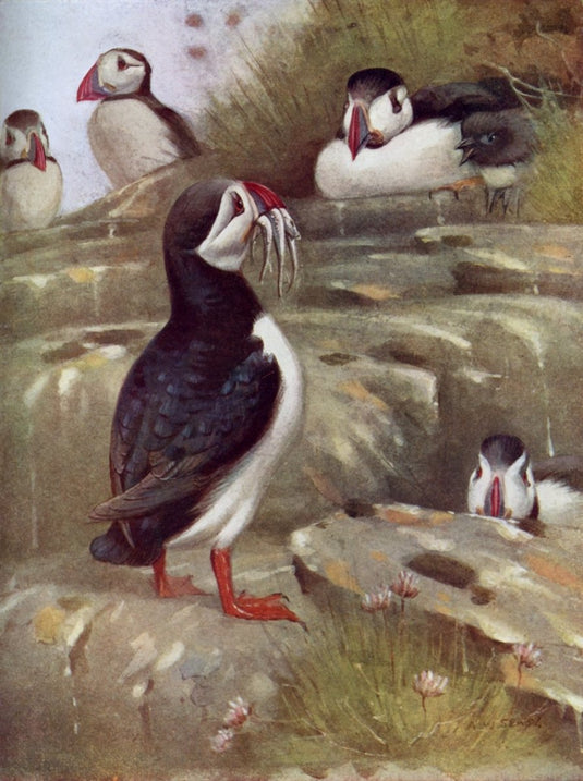 Allen W Seaby Illustrations in the Public Domain