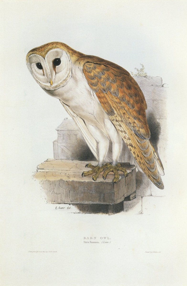 Edward Lear Illustrations in the Public Domain