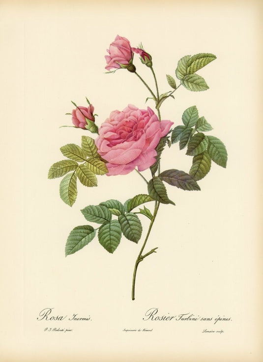 Pierre-Joseph Redouté Illustrations in the Public Domain