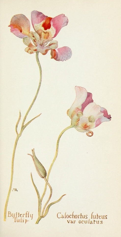 Field Book of Western Wild Flowers 1915 - Margaret Armstrong