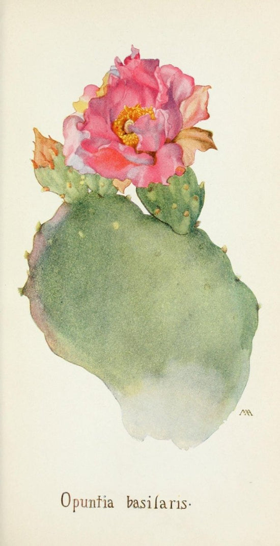 Field Book of Western Wild Flowers 1915 - Margaret Armstrong