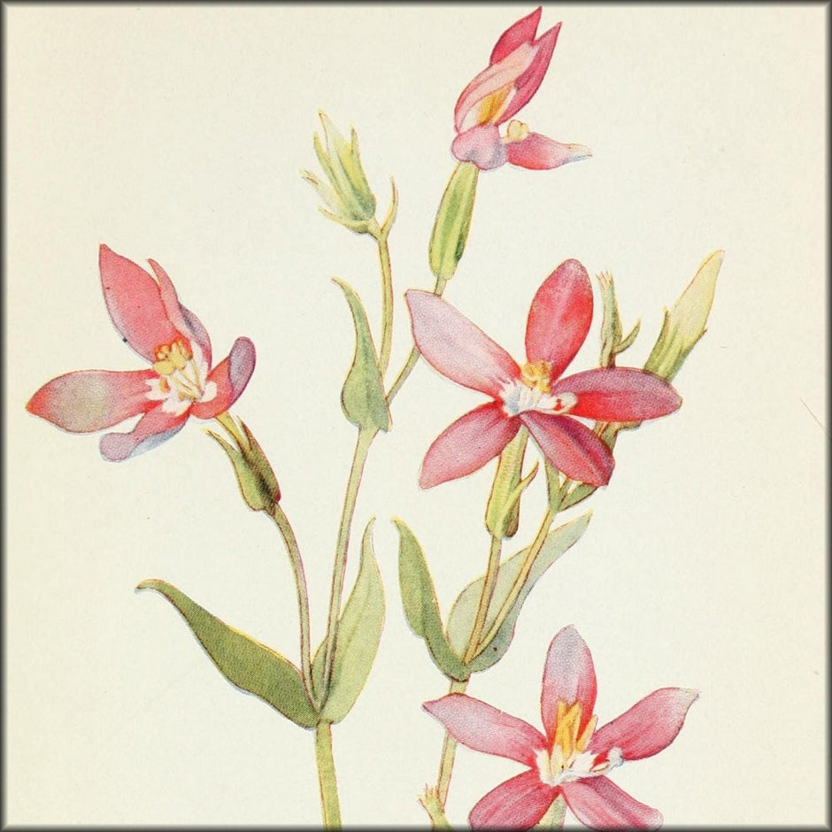 Margaret Armstrong Illustrations in the Public Domain.