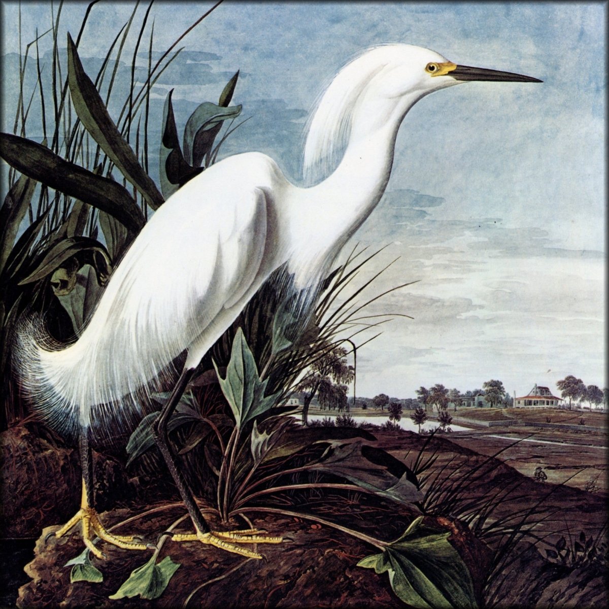 John James Audubon Illustrations in the Public Domain