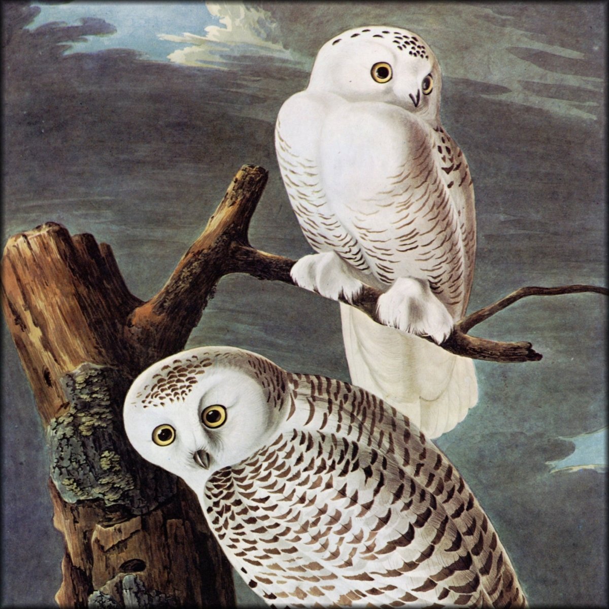 John James Audubon Illustrations in the Public Domain