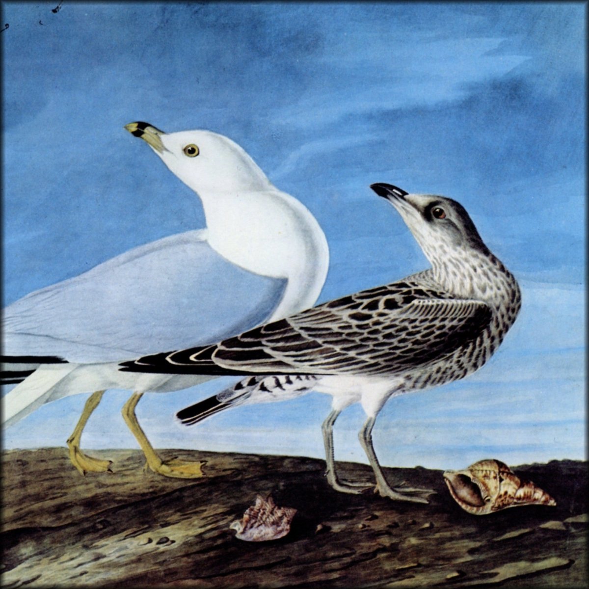 John James Audubon Illustrations in the Public Domain