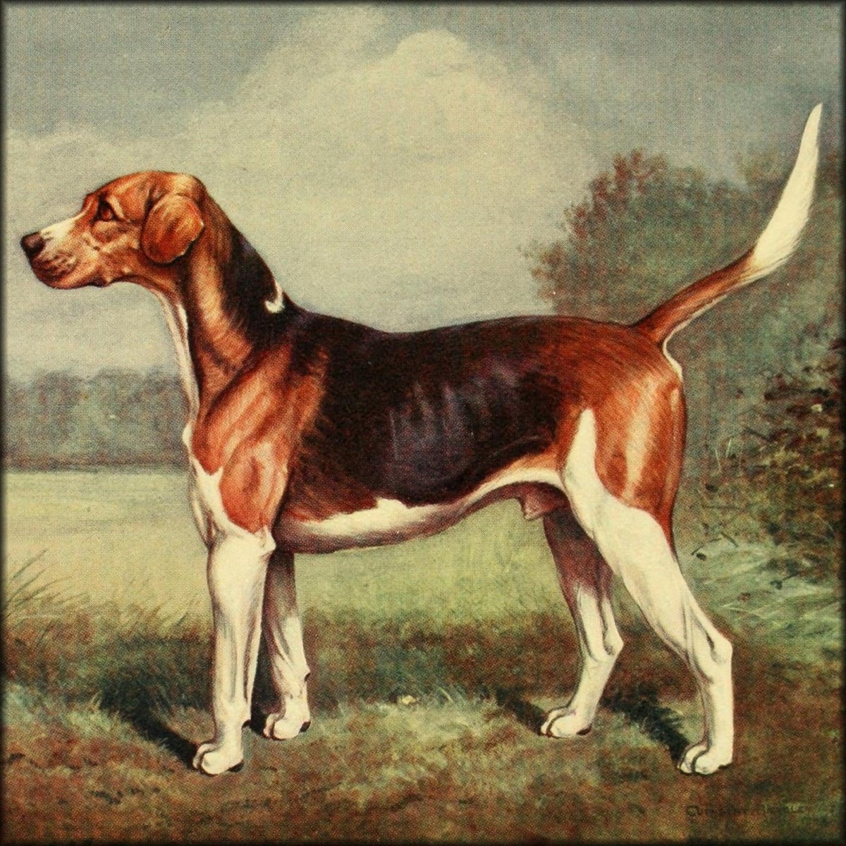 Good Sport seen with some Famous Packs 1910 Cuthbert Bradley