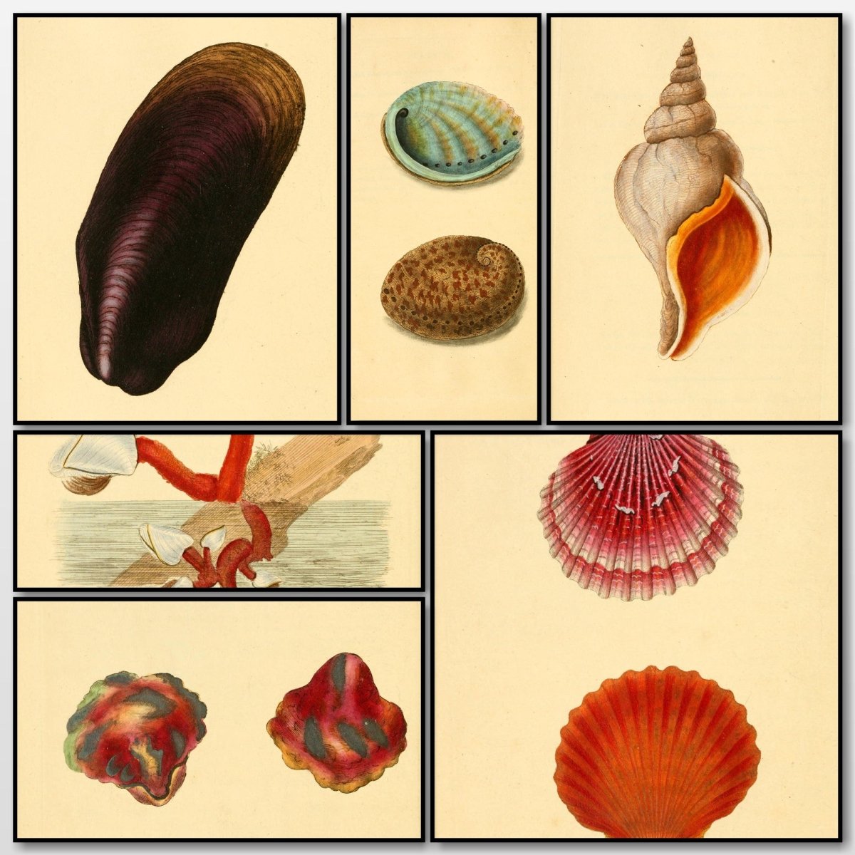 Natural History of British Shells V1 1804 - Edward Donovan (1768-1837)