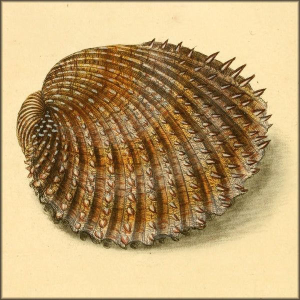Natural History of British Shells V1 1804 - Edward Donovan (1768-1837)