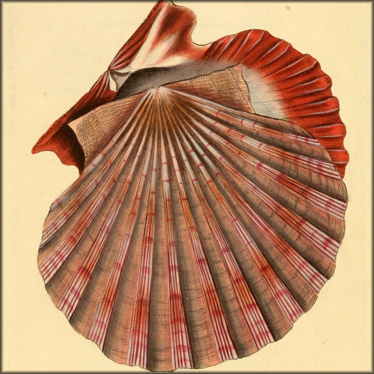 Natural History of British Shells V2 1804 - Edward Donovan