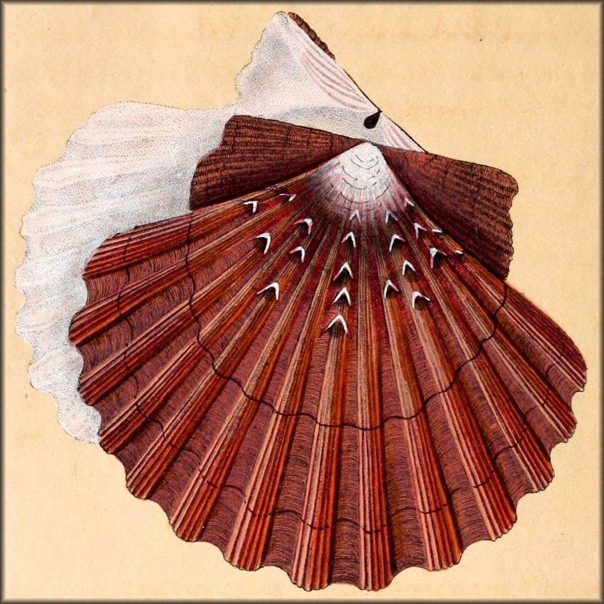 Natural History of British Shells V4 1804 - Edward Donovan