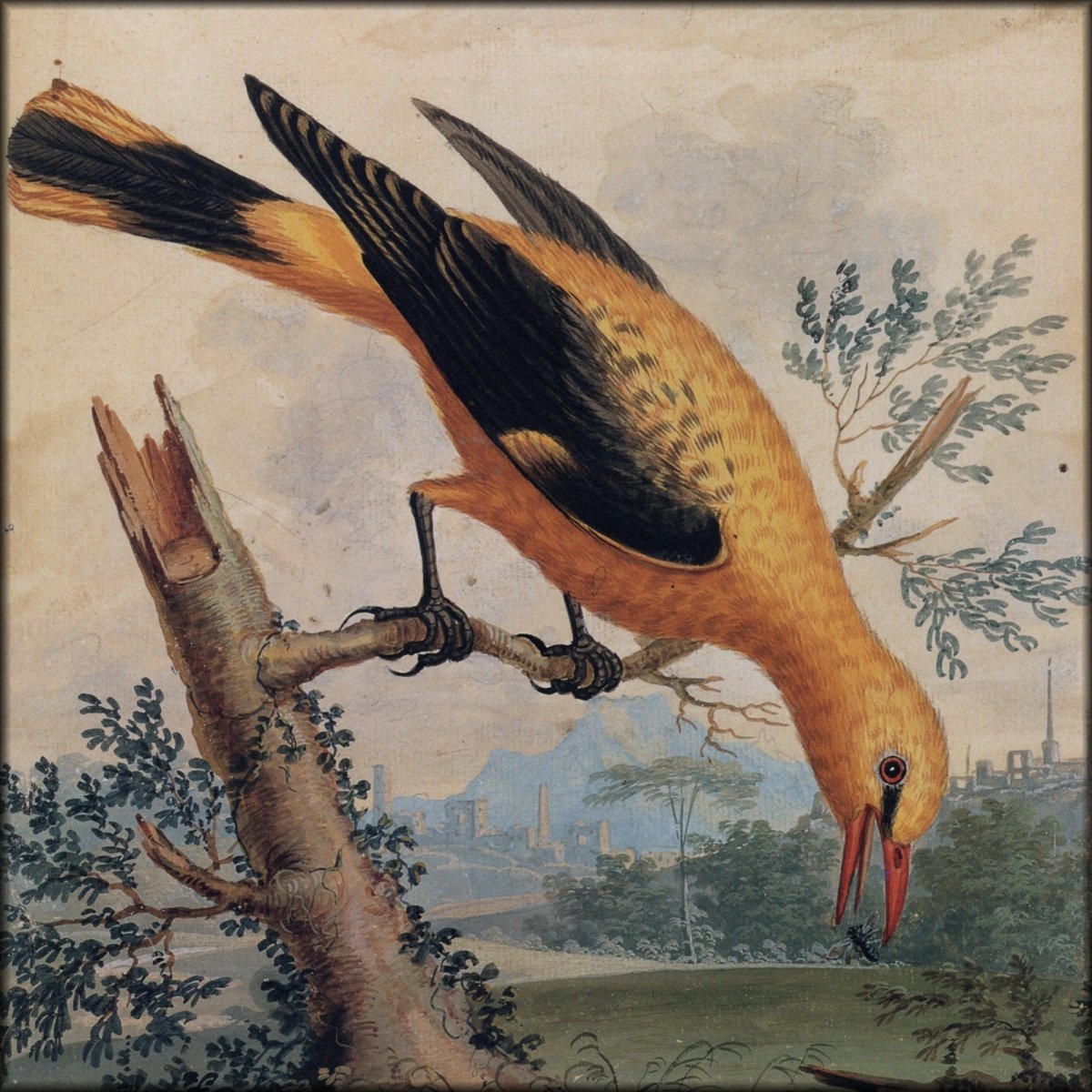 George Edwards (1694-1773) - A Golden Thrush from Bengal 1740s