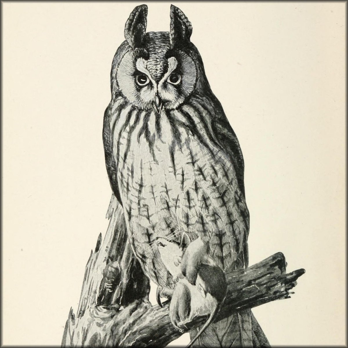 Citizen Bird 1897 - Louis A. Fuertes (1874-1927) - 1 image – Public ...