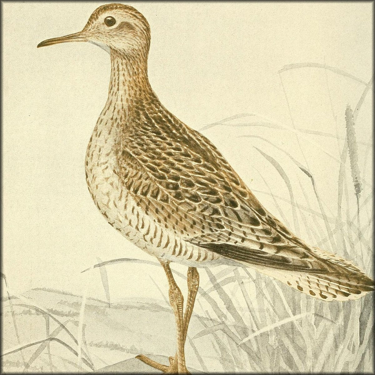 The Game Birds, Wild-fowl and Shore Birds of Massachusetts 1912 ...