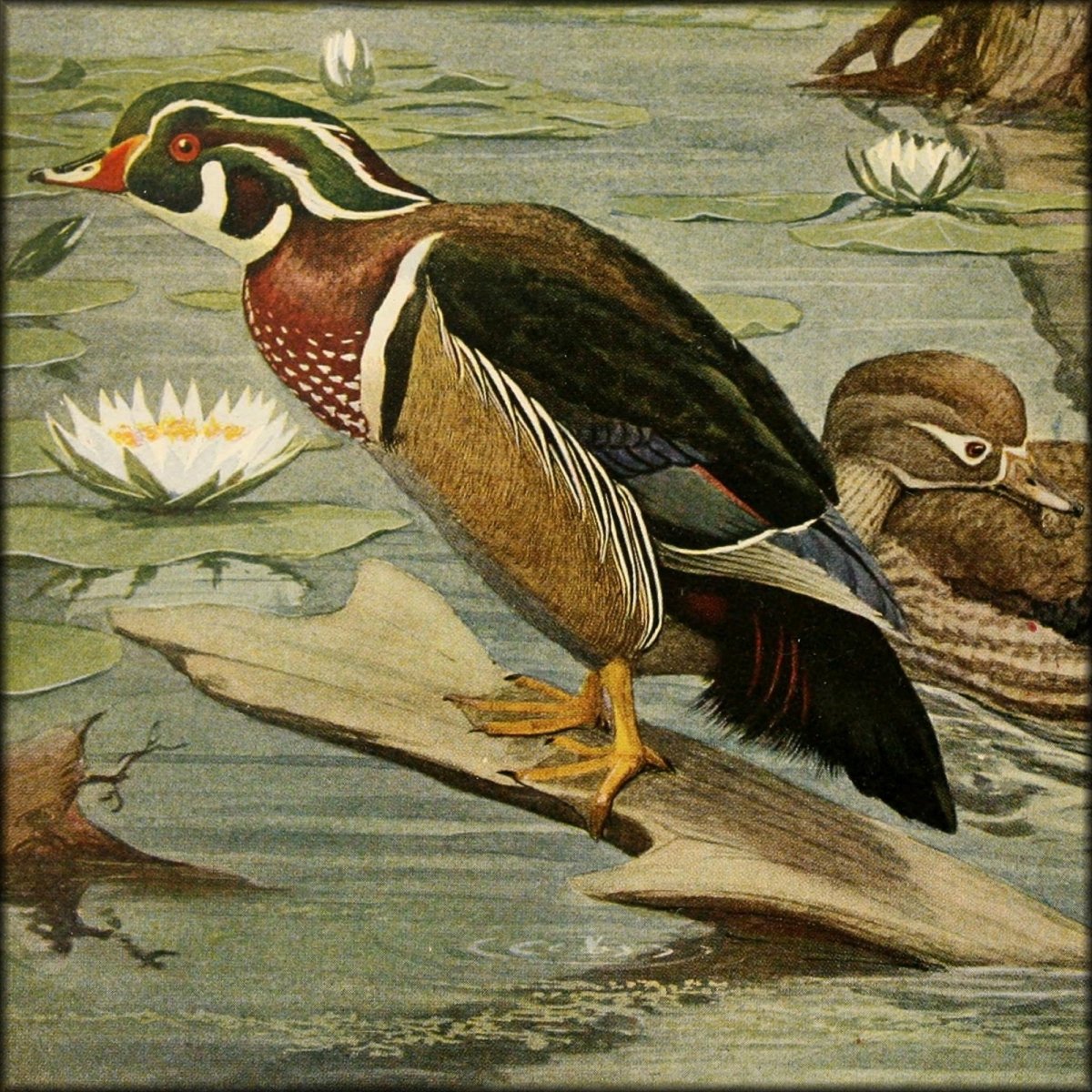 Useful Birds and their Protection 1908 - Louis A. Fuertes (1874-1927 ...