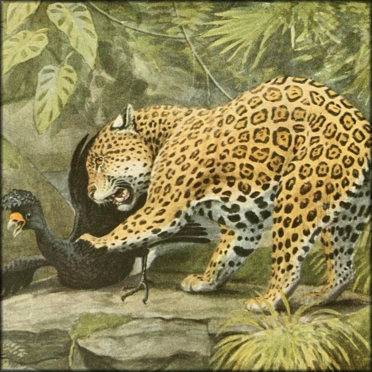 Wild Animals of North America 1918 - Louis A. Fuertes
