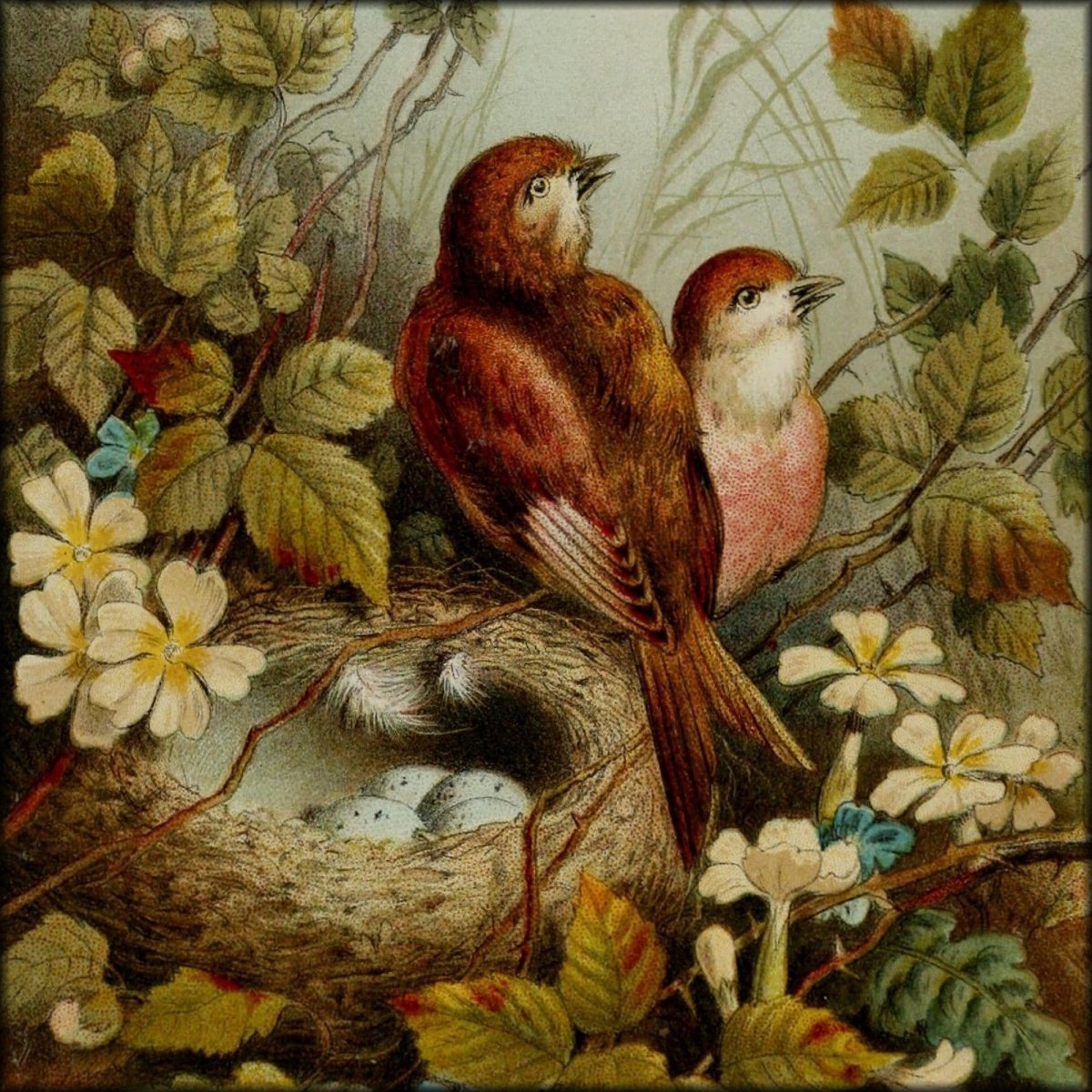 Birds & Flowers 1873 - Hector Giacomelli - 1 image