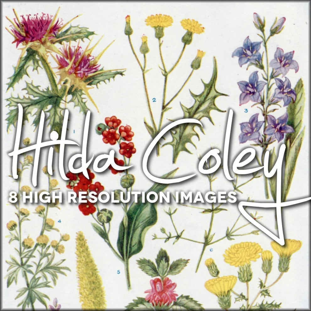 Hilda M. Coley Public Domain Images to Download