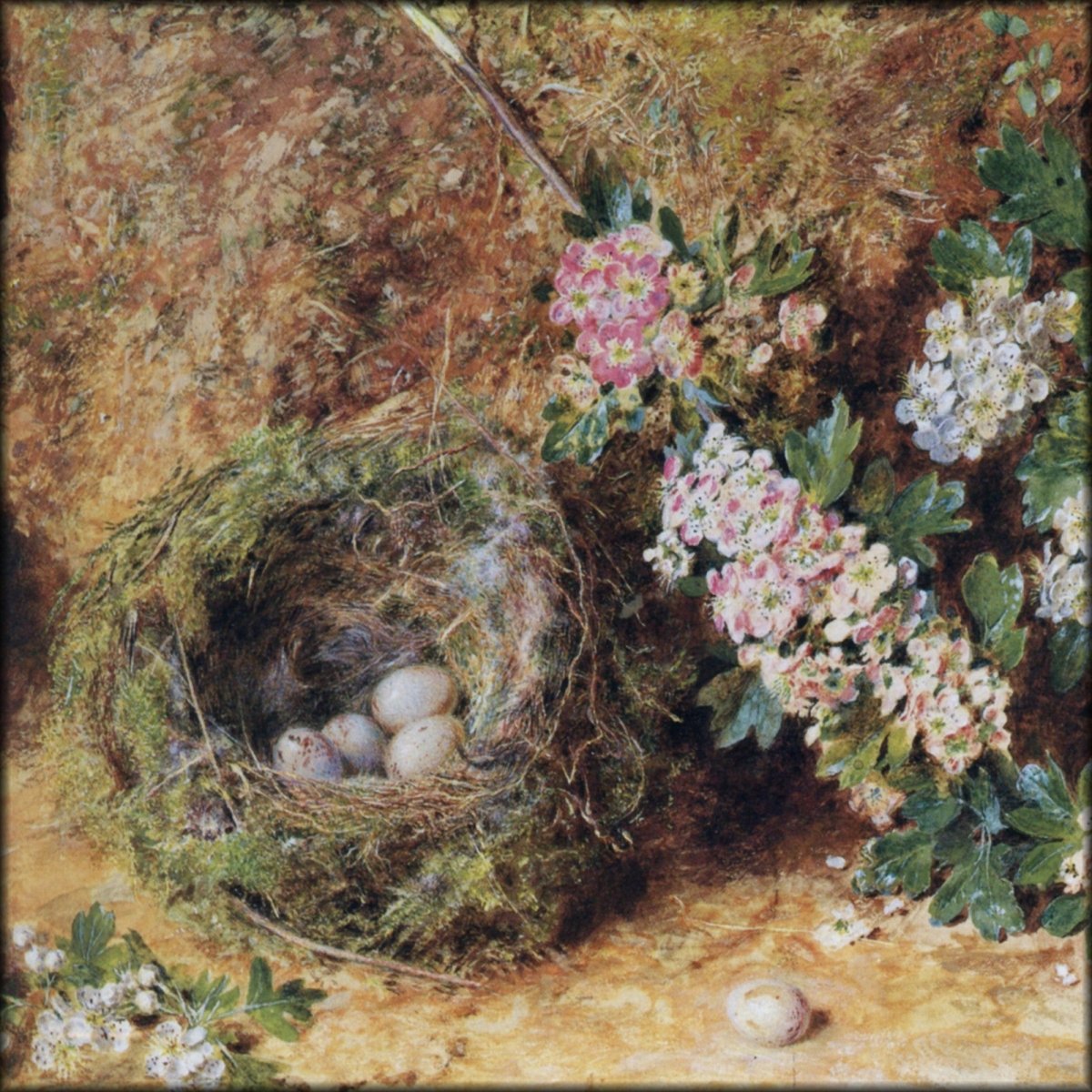 William Henry Hunt (1790-1864) - Chaffinch Nest & May Blossom