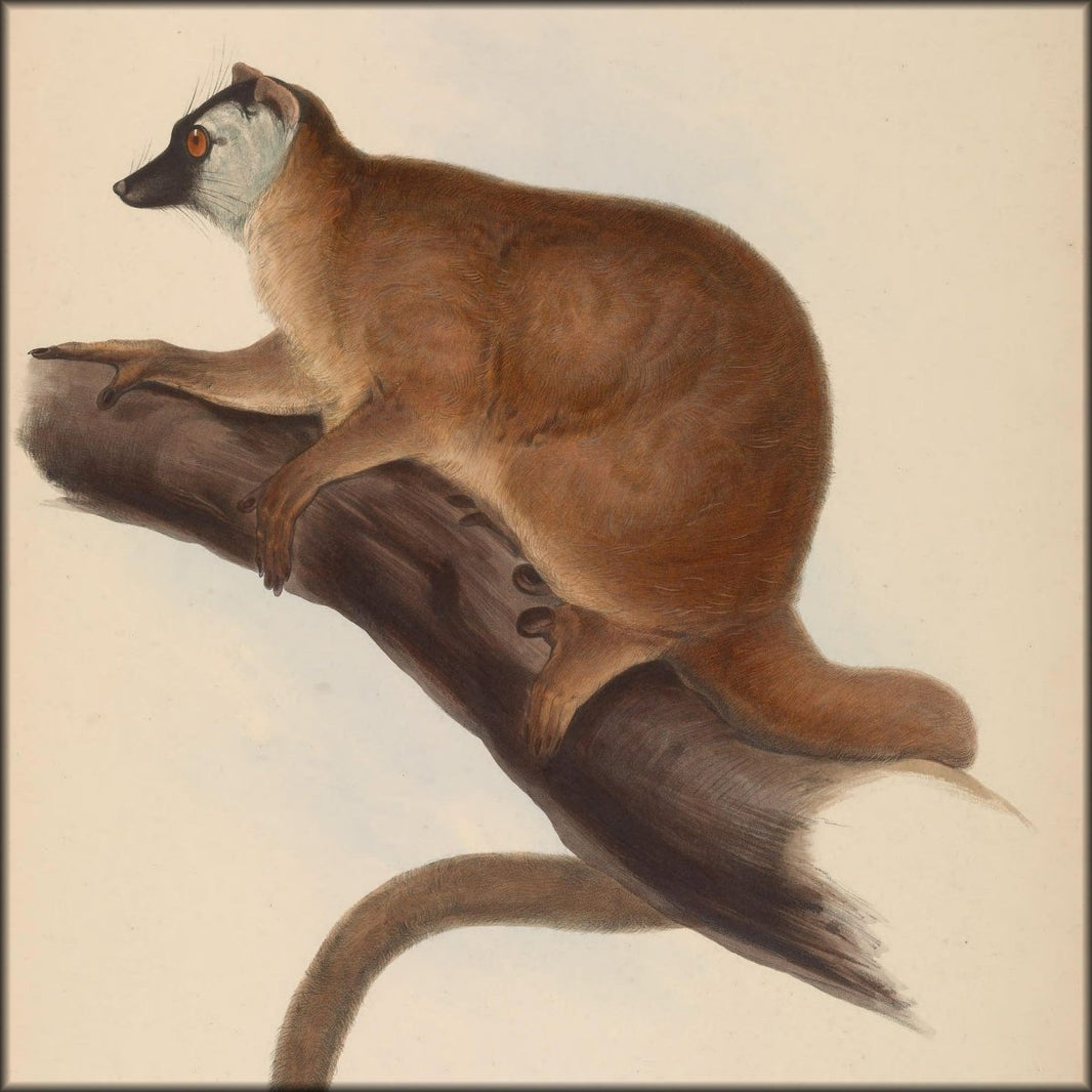 Edward Lear Illustrations in the Public Domain