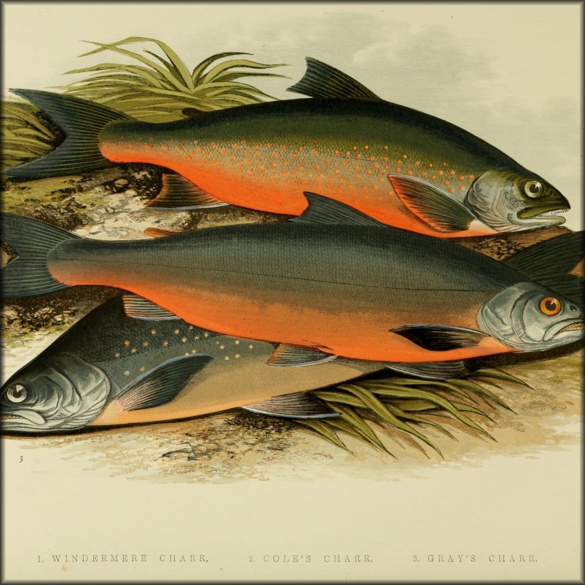 British Fresh Water Fishes Vol.2 - Alexander Lydon - 21 images – Public ...