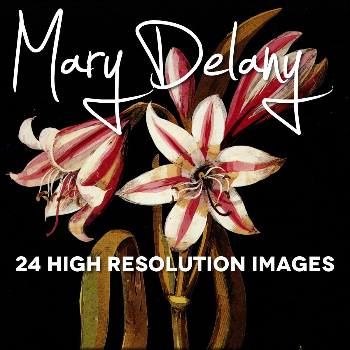 Mary Delany Artwork in the Public Domain