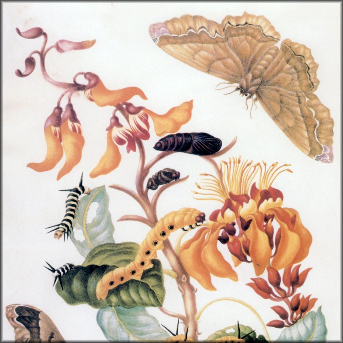 Maria Sibylla Merian (1647-1717) - Eriythrina glauca et Arsenura armida ...