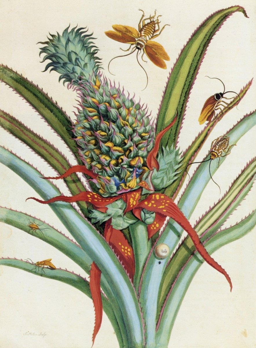 Maria Sybilla Merian Artwork in the Public Domain
