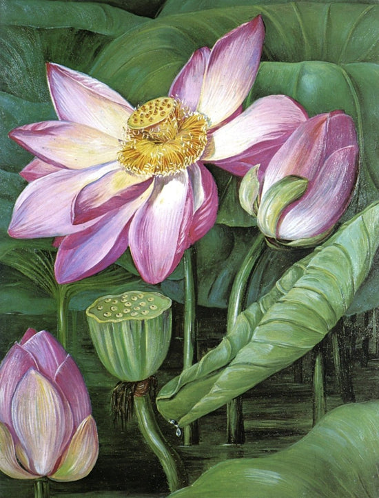 Marianne North Botanical Artwork to Download