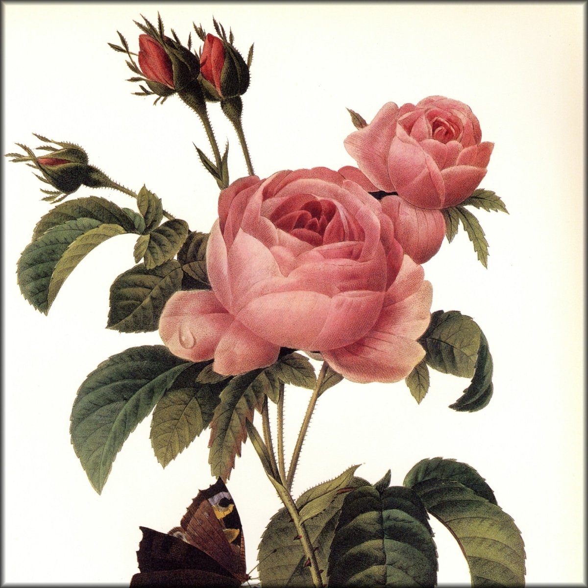 Pierre-Joseph Redouté Illustrations in the Public Domain