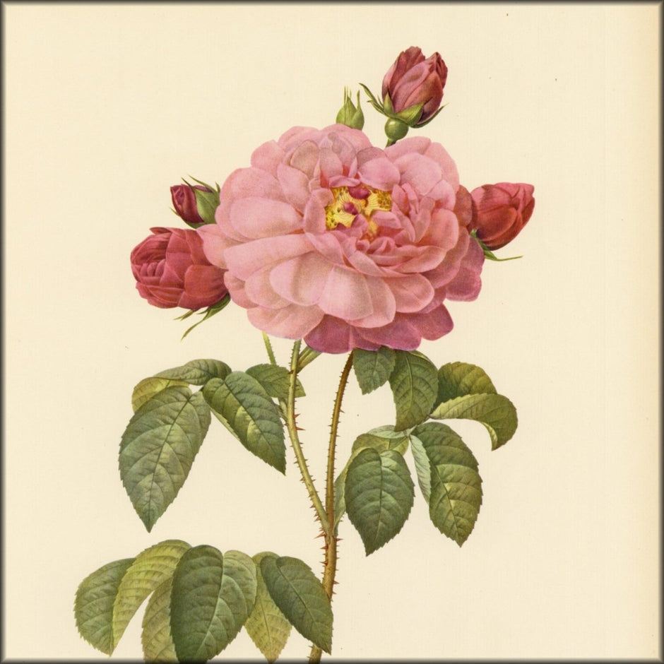 Pierre-Joseph Redouté Illustrations in the Public Domain