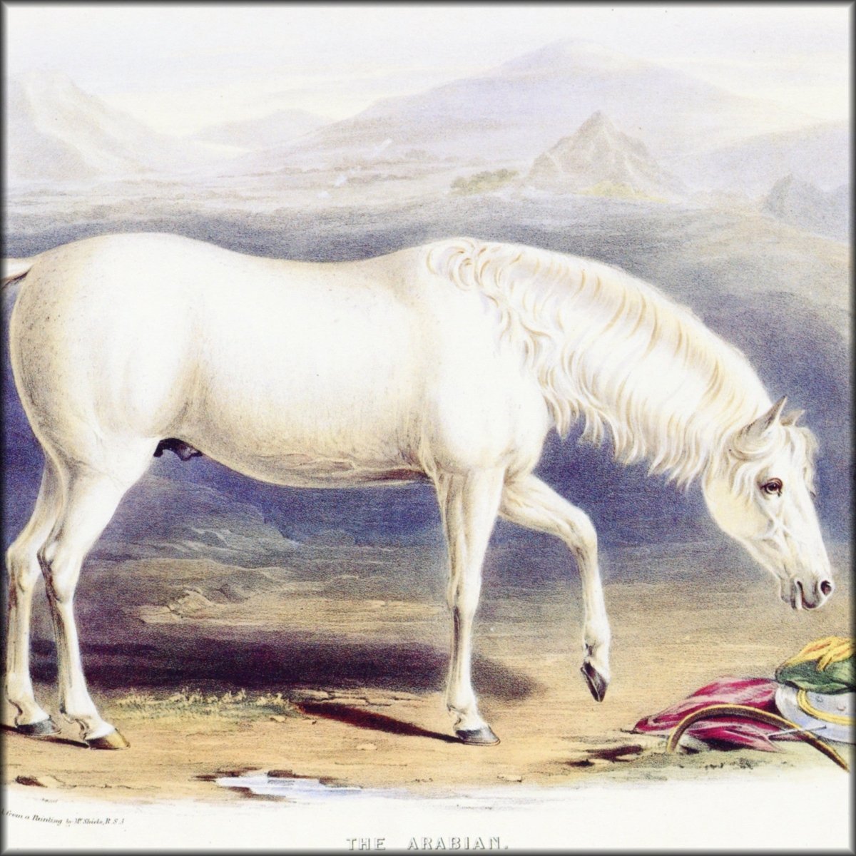 William Shiels (1783-1857) - Arab Horse 1842