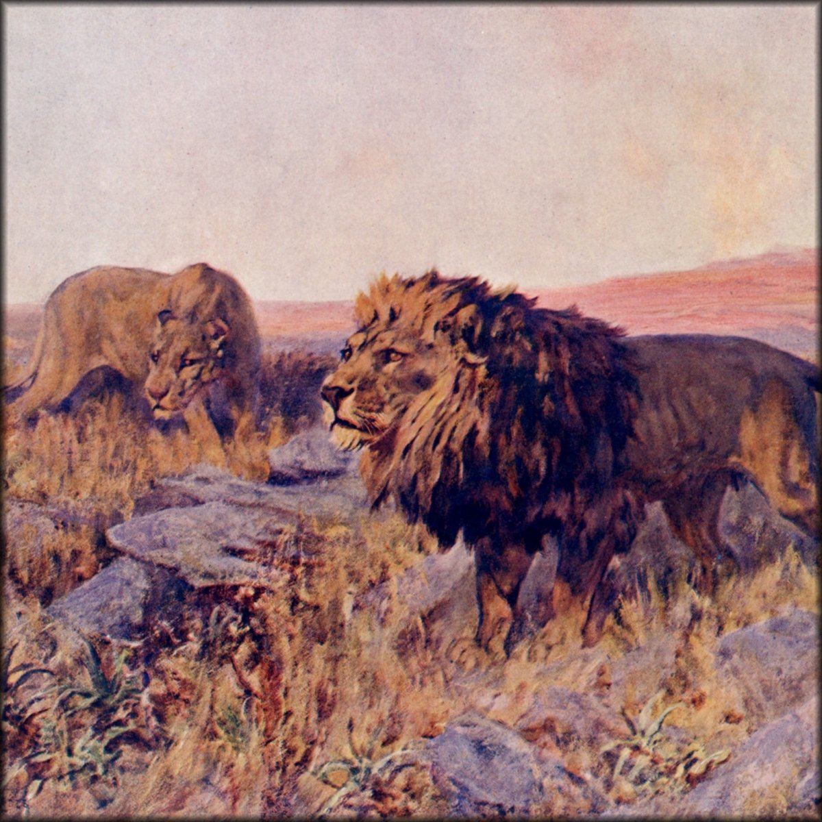 Arthur Wardle (1864-1949) - African Lion & Lioness 1940s