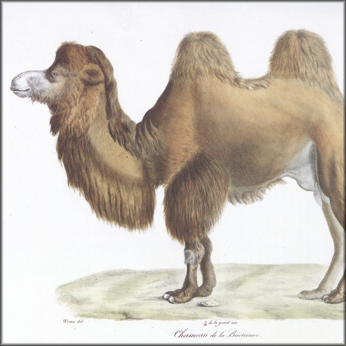 Jean-Charles Werner (1798-1856) - Bactrian Camel 1824