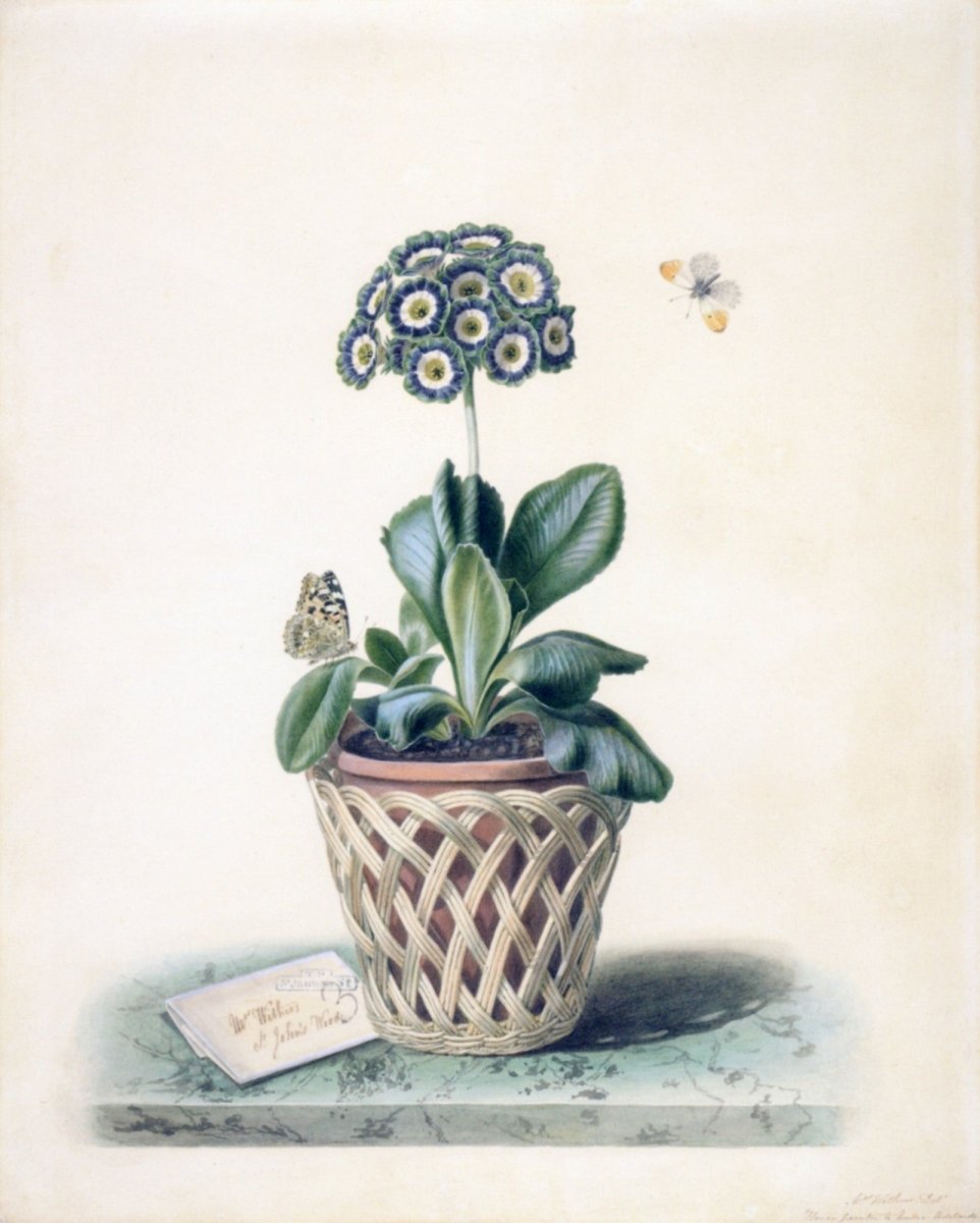 Augusta Innes Withers (1792-1877) - Auricula with a Wicker Cache-pot