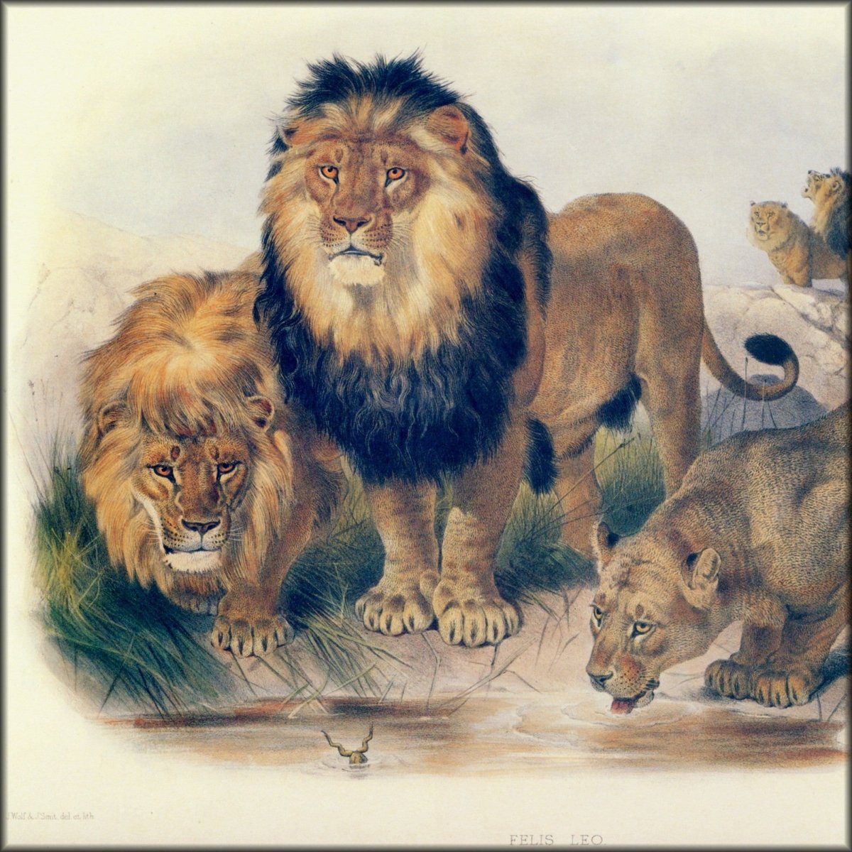 Joseph Wolf Wildlife Art in the Public Domain