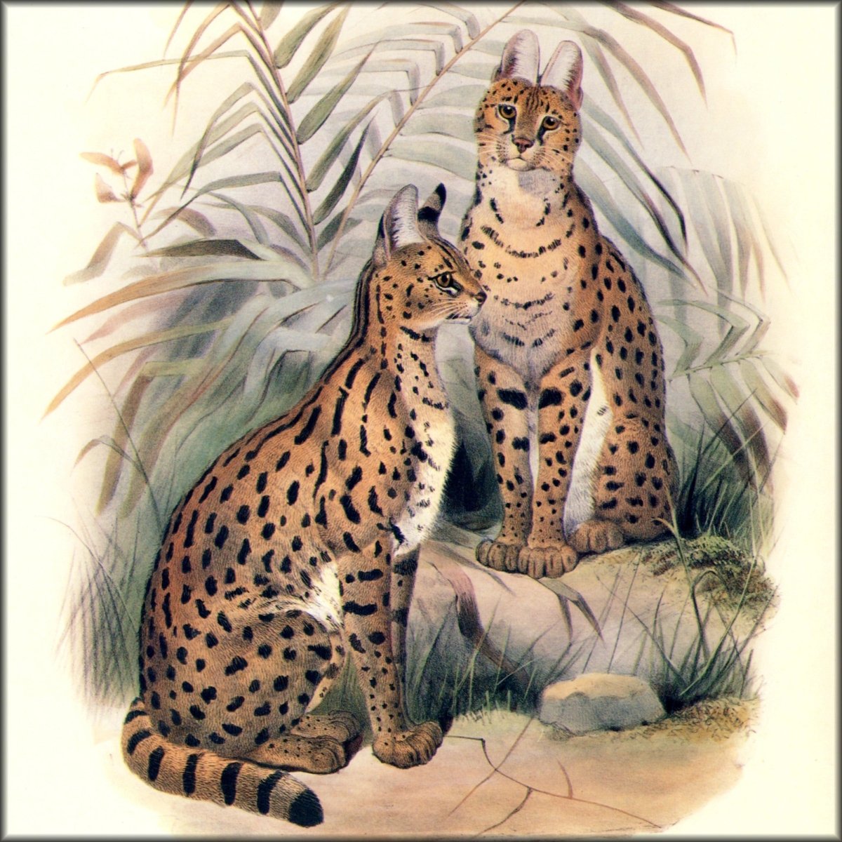 Joseph Wolf Wildlife Art in the Public Domain