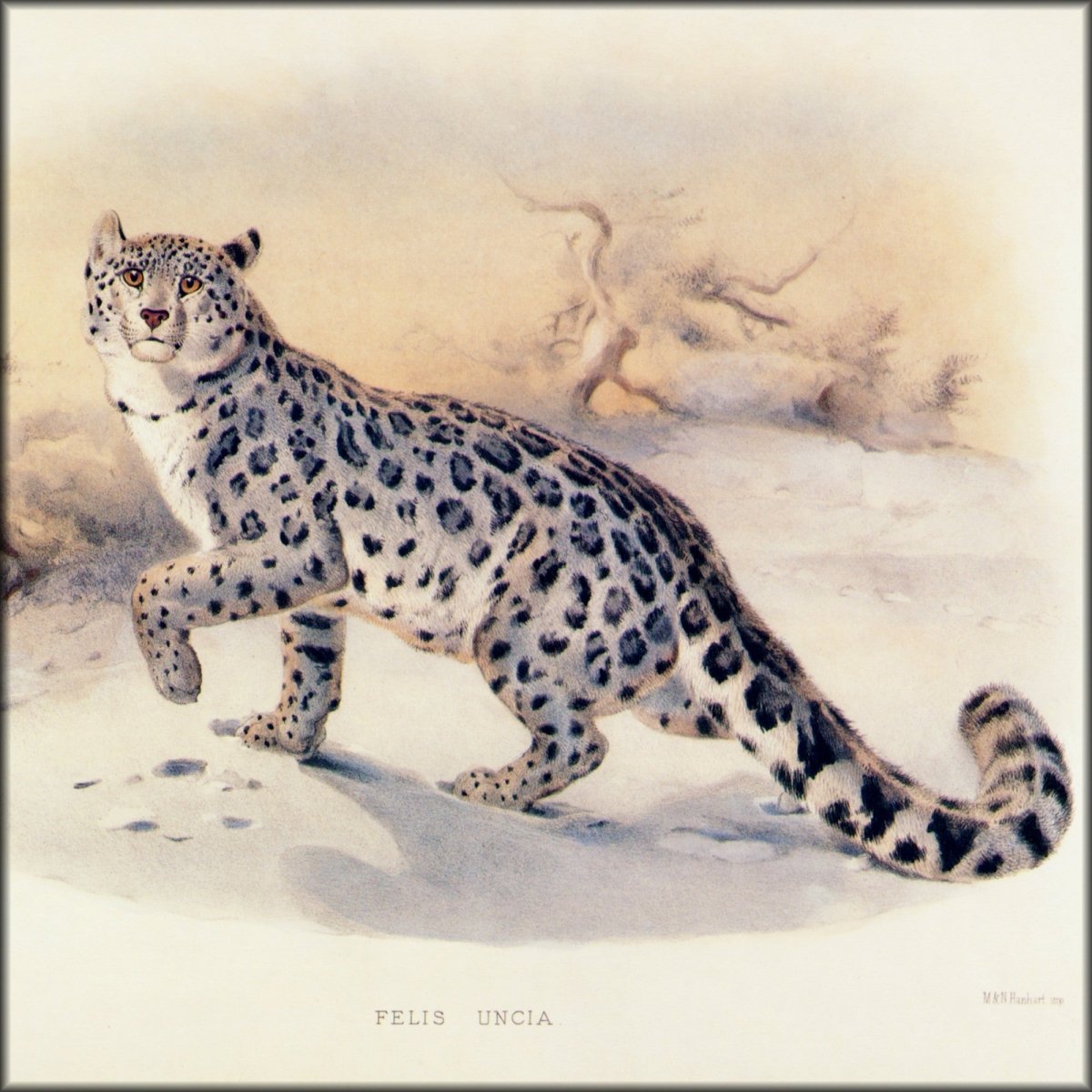 Joseph Wolf (1820-1899) - Snow Leopard 1883